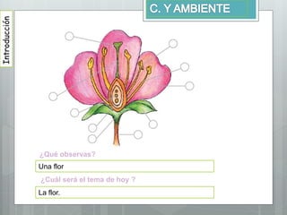 Ppt ciencia y ambientelas la flor | PPT