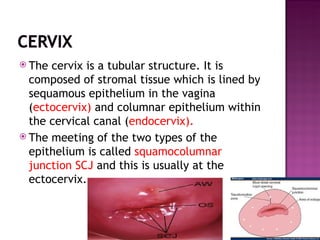 gynaecology.CIN.(dr.mraim) | PPT