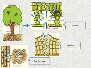 Ppt ciri makhluk hidup kelas 7 | PDF