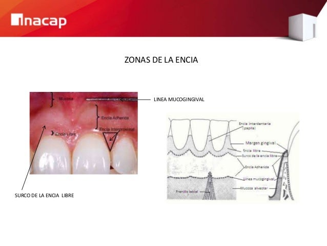 Ppt clase 1 perio 2015