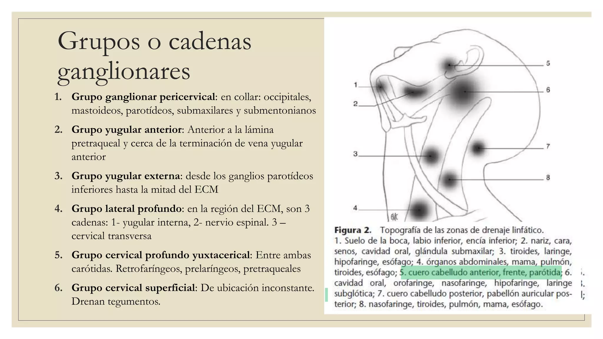 vaciamiento radical de cuello | PPTX