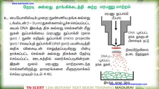 PPT CLASS 12 BIOLOGY BOTANY TM CHAPTER 4 PRINCIPLES AND PROCESSES OF ...