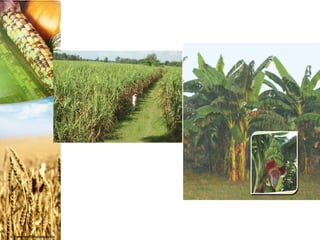 CBSE (CLASS 9 ) Crop Production by Dr.HP