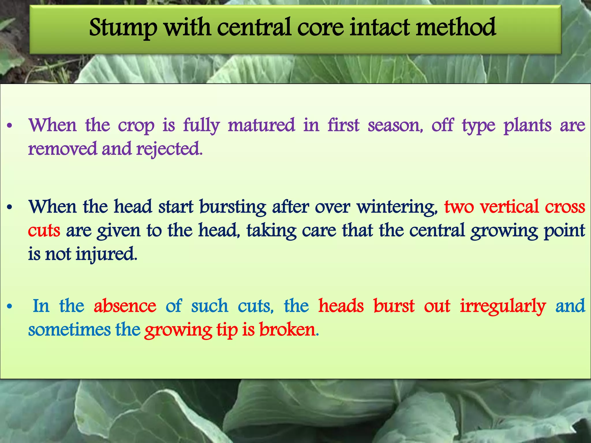Ppt cole crops | PPTX