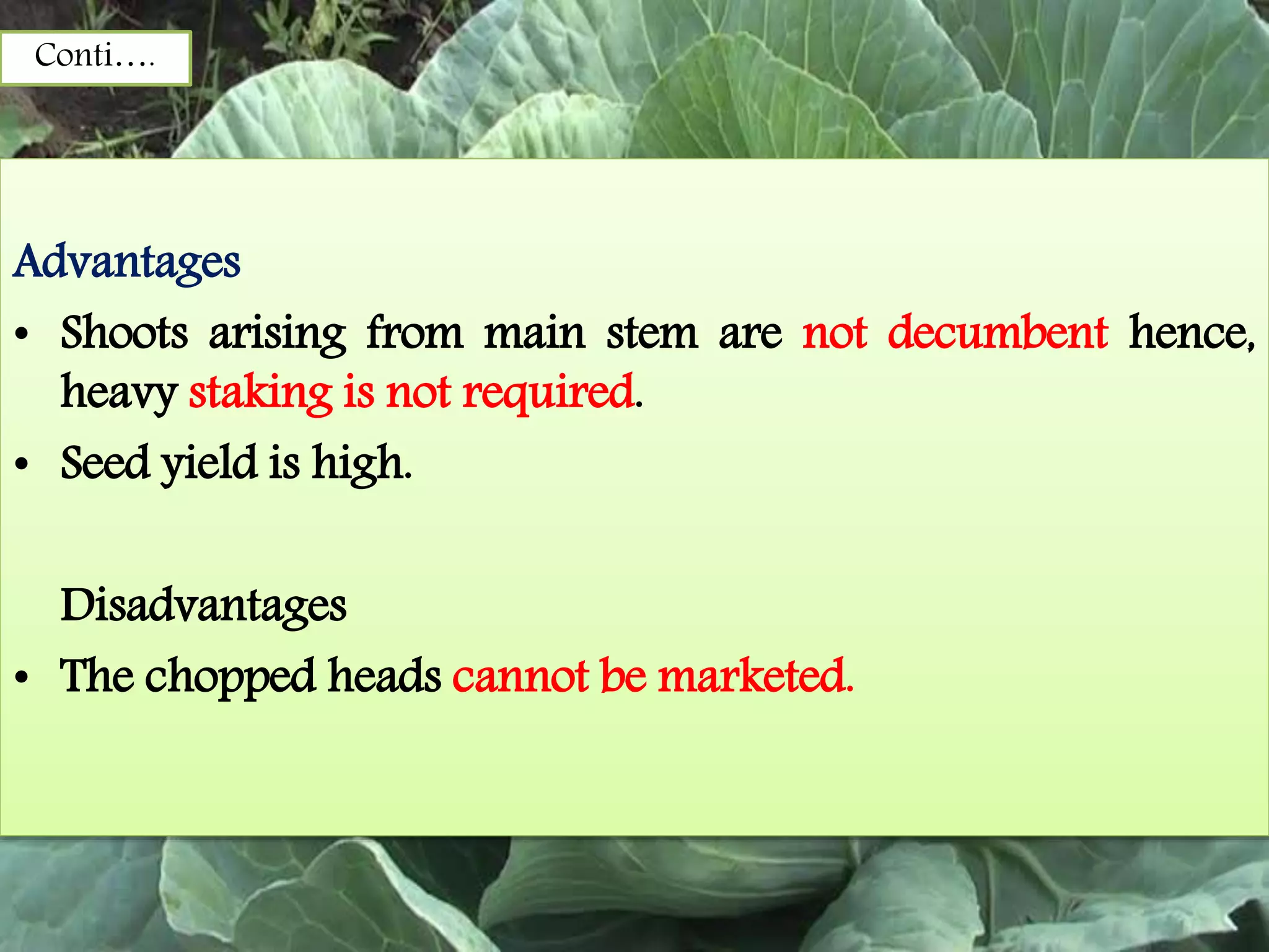 Ppt cole crops | PPTX