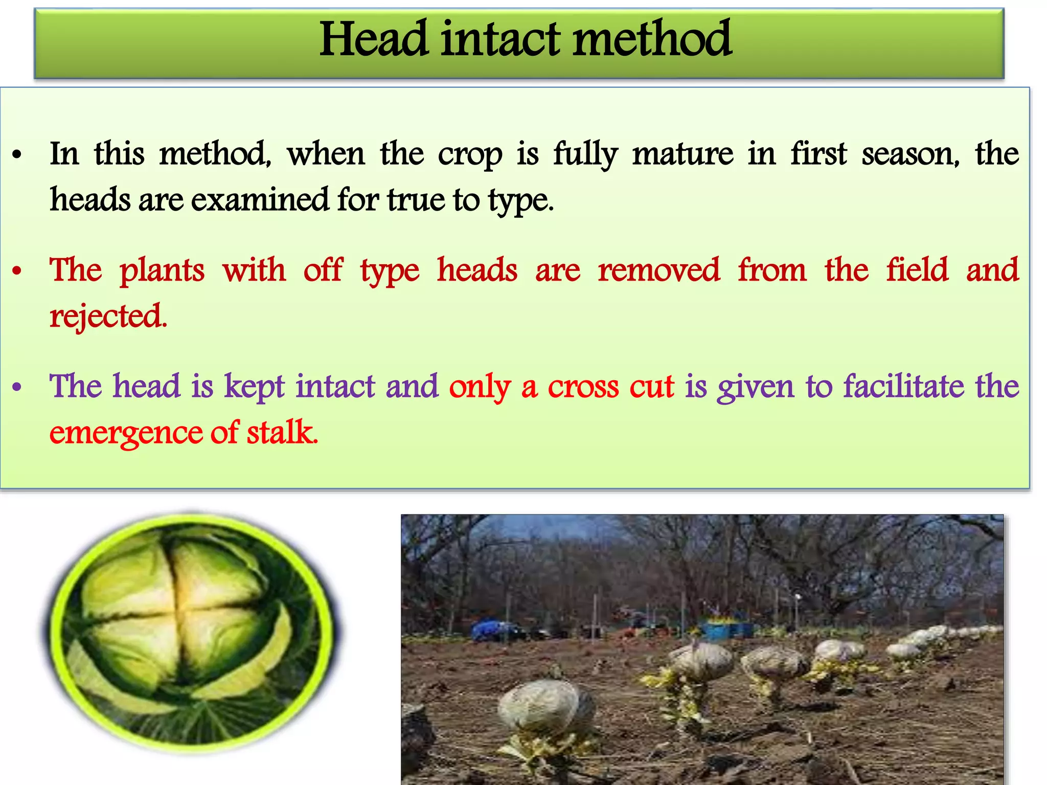 Ppt cole crops | PPTX