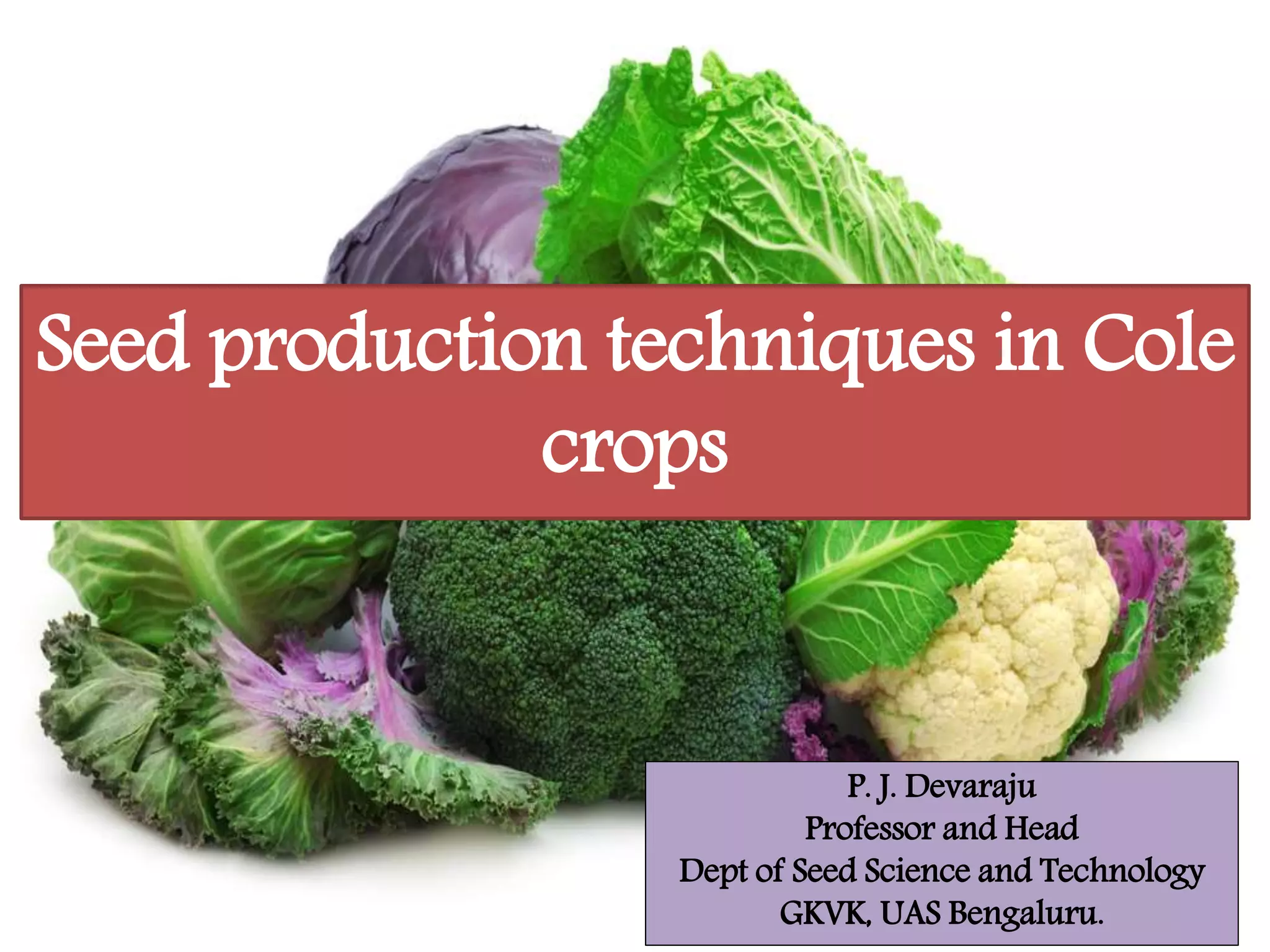 Ppt cole crops | PPTX