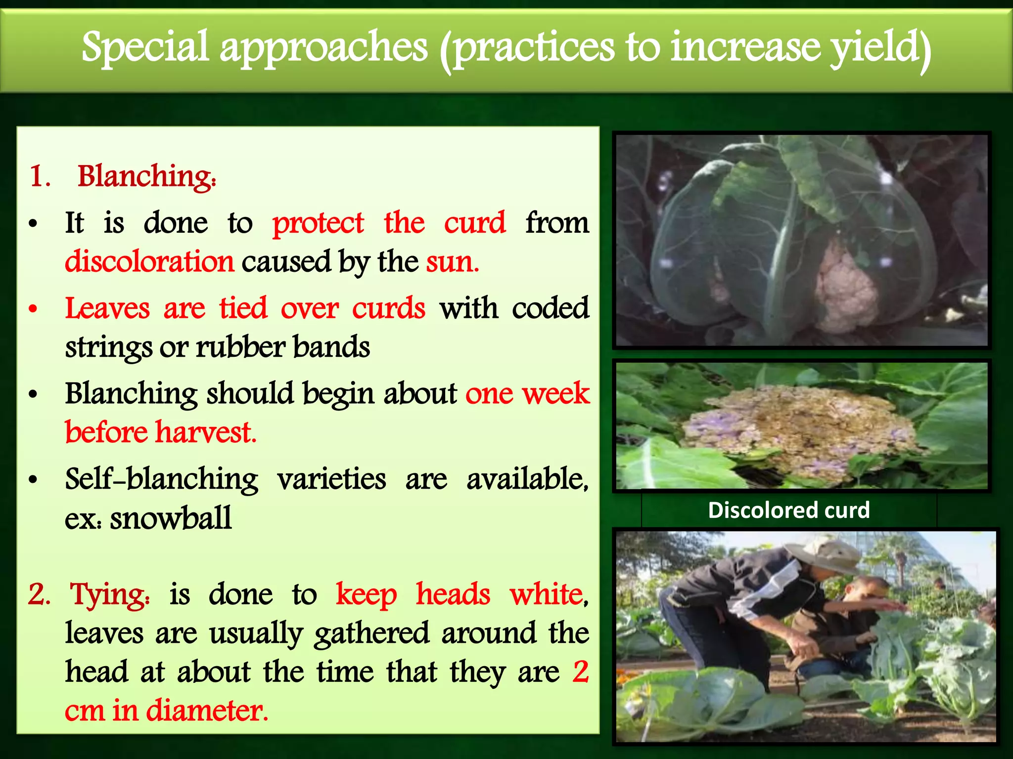 Ppt cole crops | PPTX