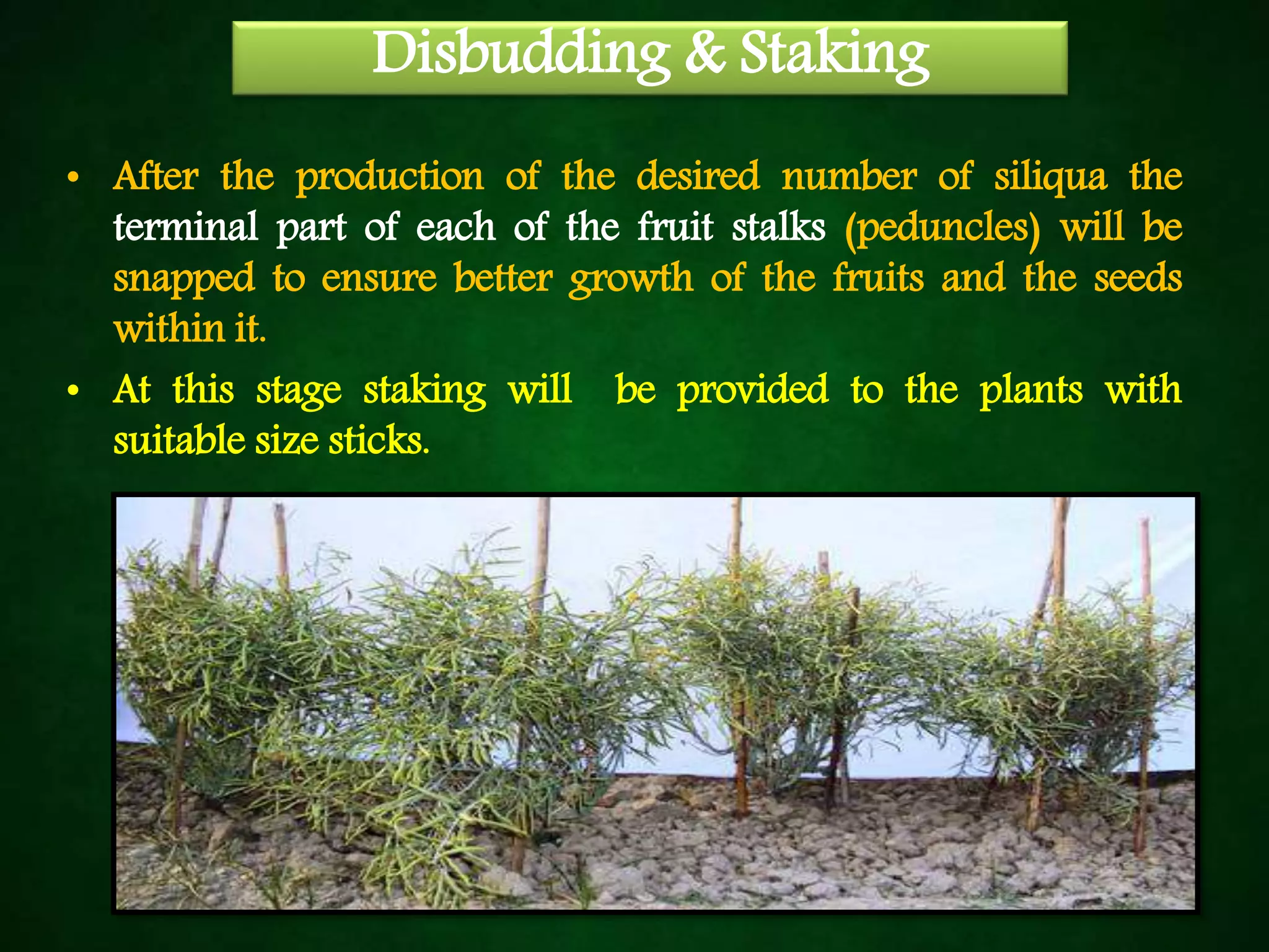 Ppt cole crops | PPTX
