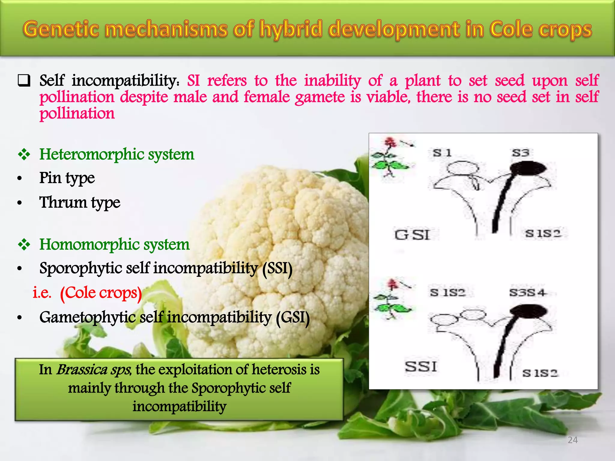 Ppt cole crops | PPTX