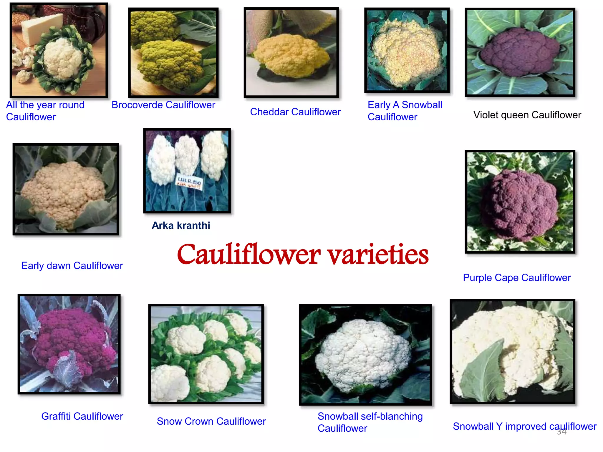 Ppt cole crops | PPTX