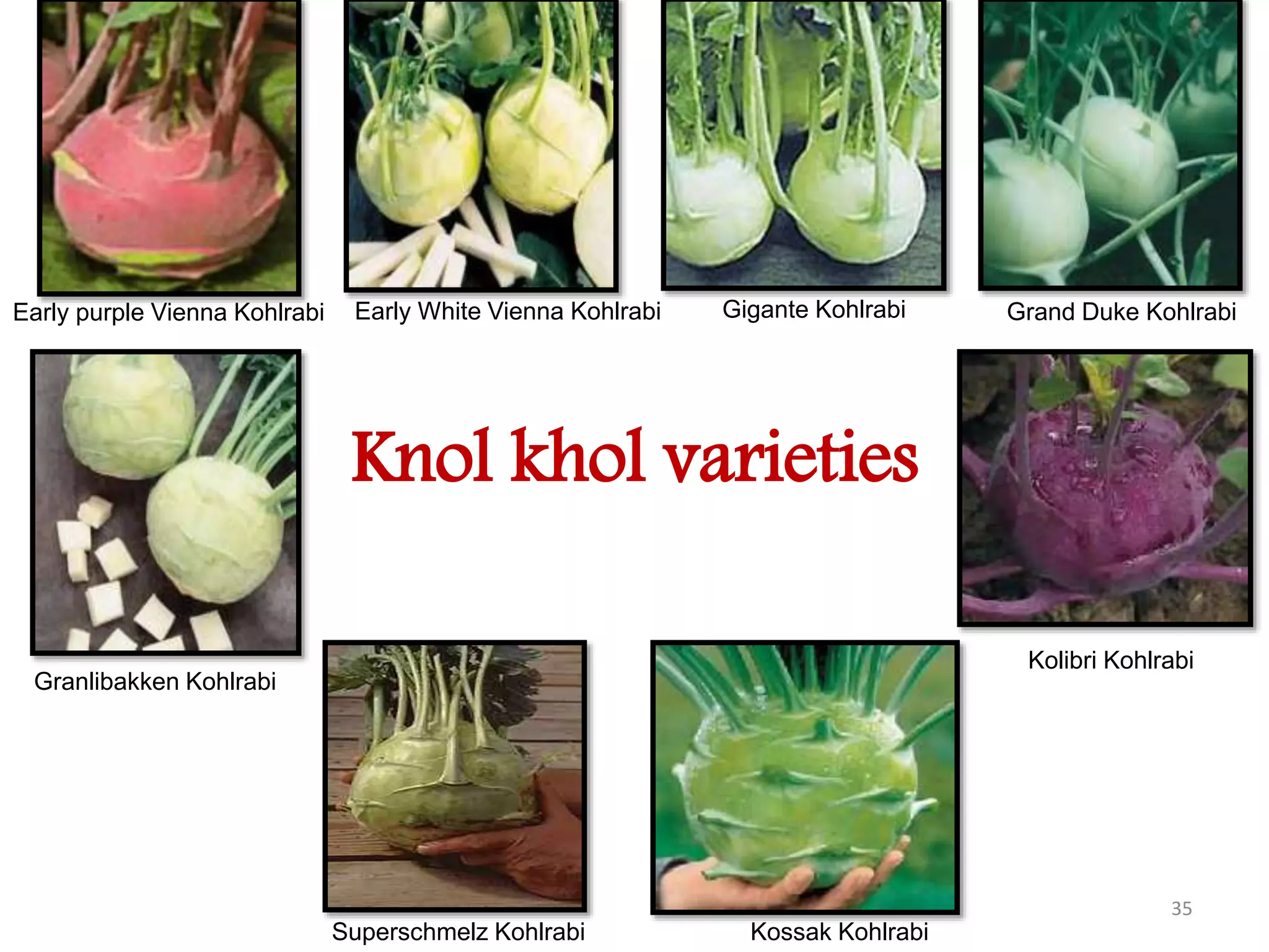 Ppt cole crops | PPTX