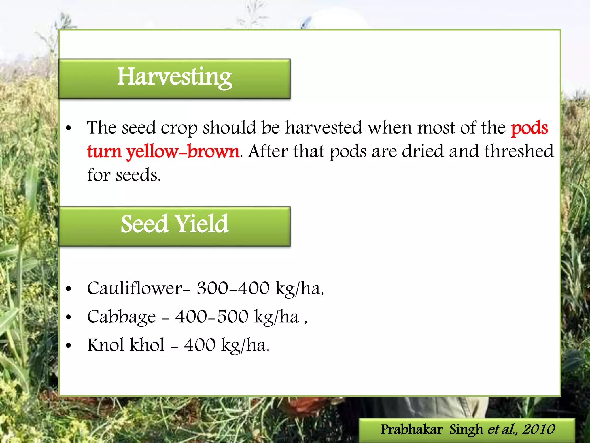 Ppt cole crops | PPTX