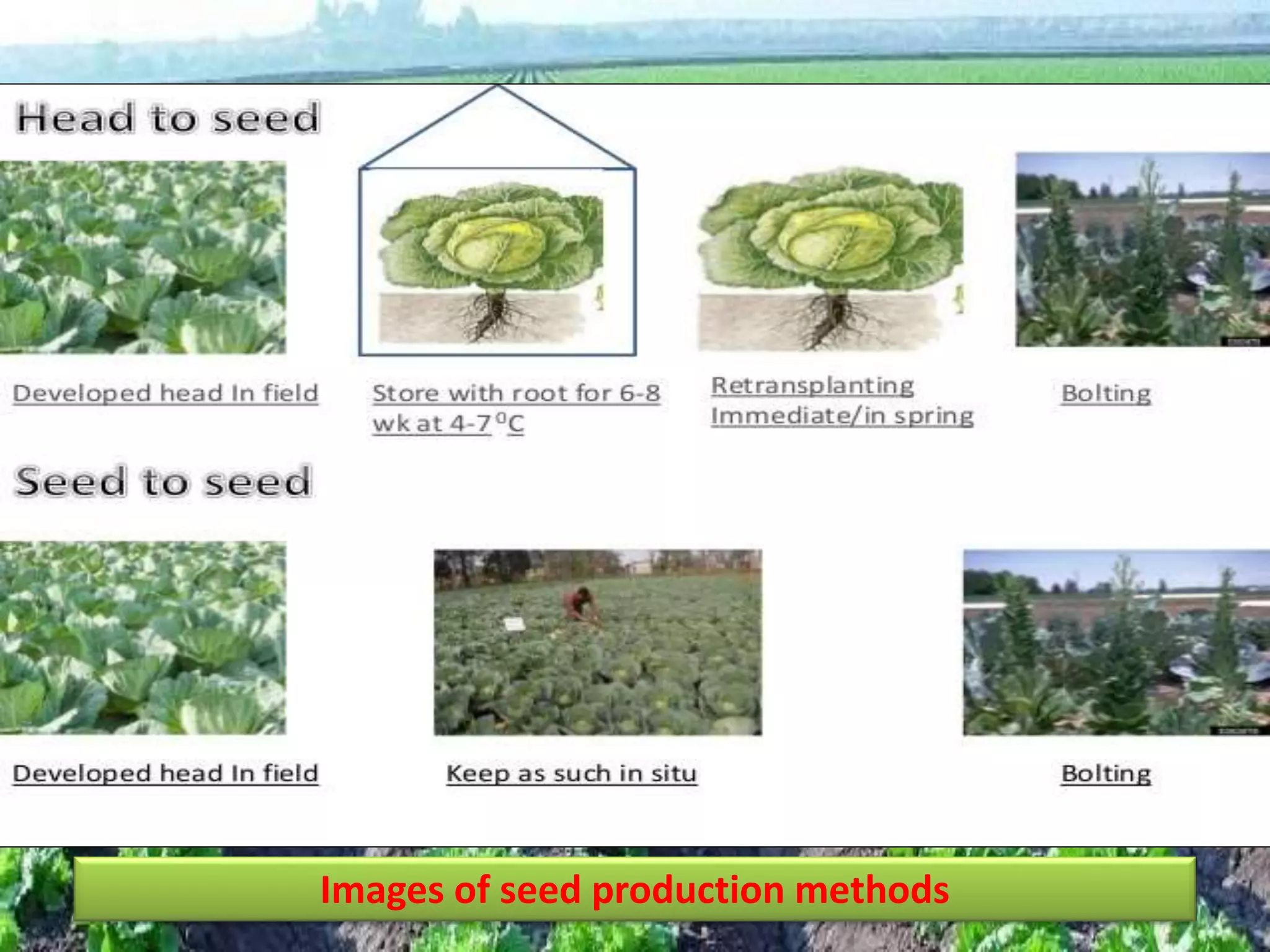 Ppt cole crops | PPTX