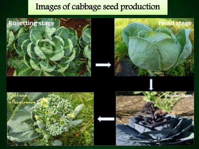 Ppt cole crops | PPTX | Gardening | Home & Garden