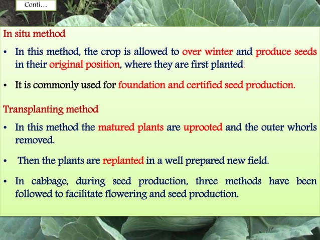 Ppt cole crops | PPTX | Gardening | Home & Garden