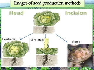 Ppt cole crops | PPTX
