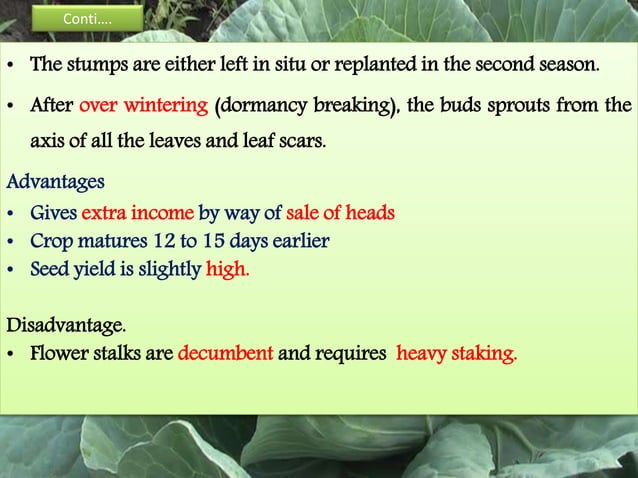 Ppt cole crops | PPTX | Gardening | Home & Garden