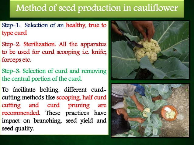 Ppt cole crops | PPTX | Gardening | Home & Garden