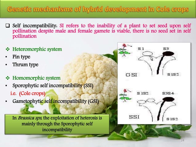 Ppt cole crops | PPTX | Gardening | Home & Garden