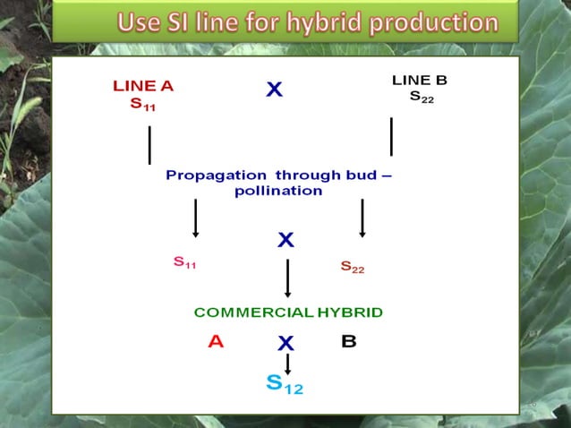 Ppt cole crops | PPTX | Gardening | Home & Garden