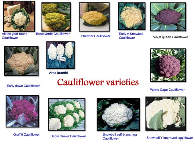 Ppt cole crops | PPTX | Gardening | Home & Garden