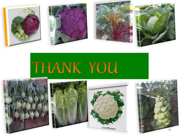 Ppt cole crops | PPTX | Gardening | Home & Garden