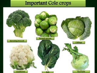 Ppt cole crops | PPTX
