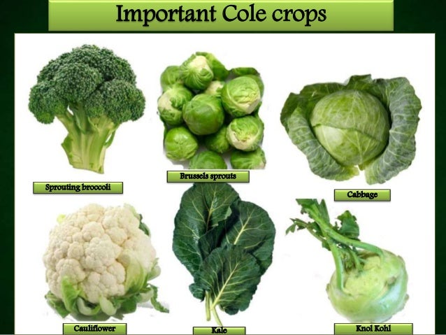 Ppt cole crops