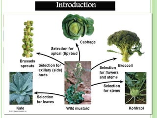 Ppt cole crops | PPTX