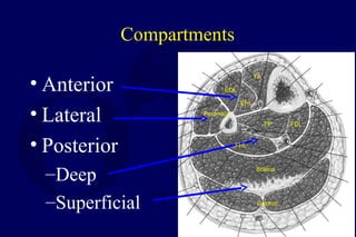 compartment syndrome | PPT