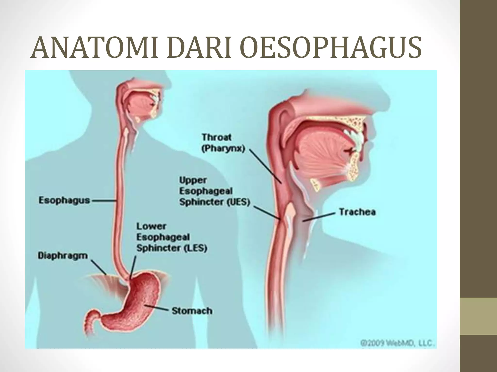 Teknik Radiografi 3 Pemeriksaan Benda Asing (corpus alienum) | PPTX