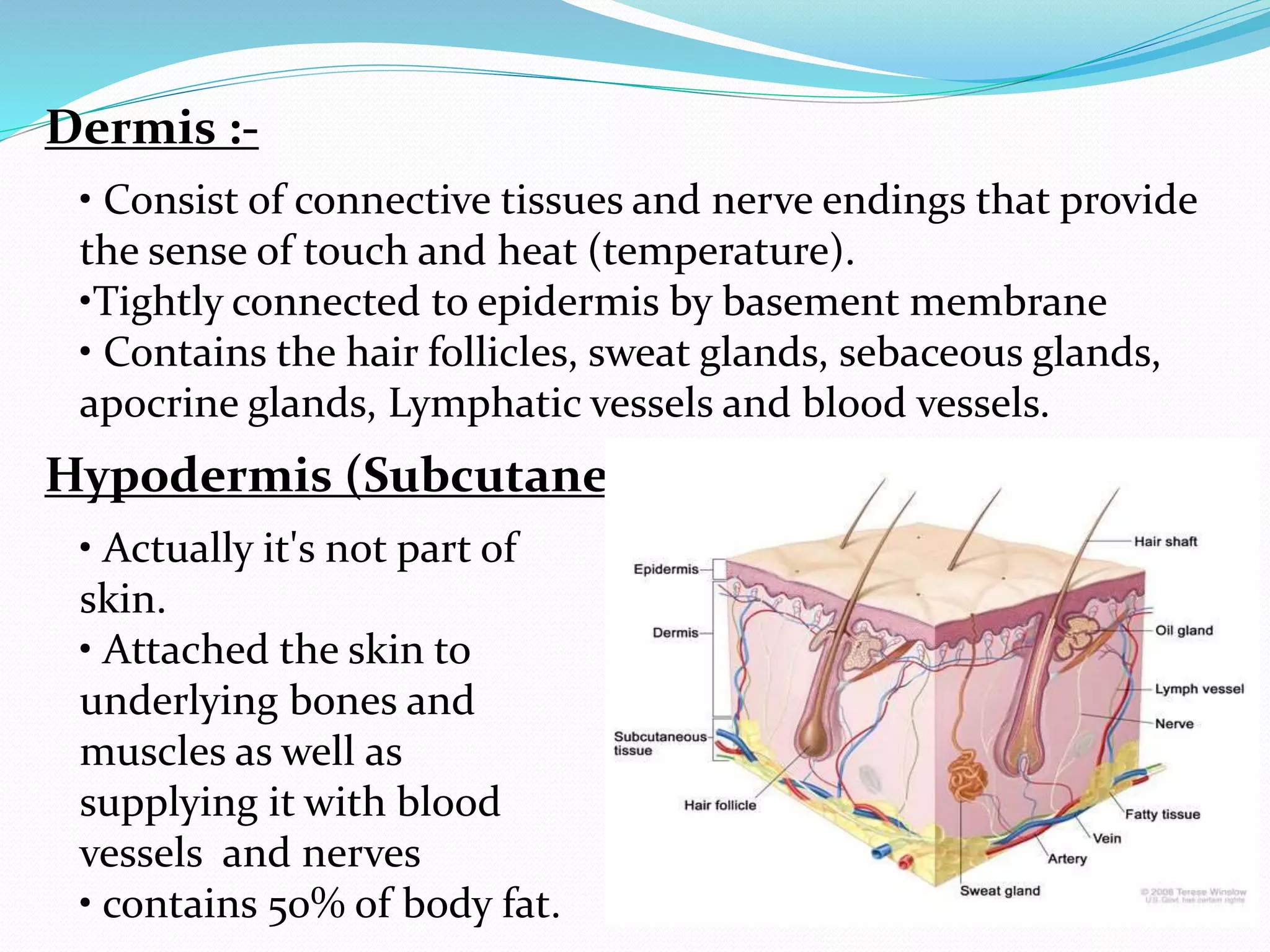 skin related problems [cosmeceutics] | PPTX | Skin and Dermatology ...