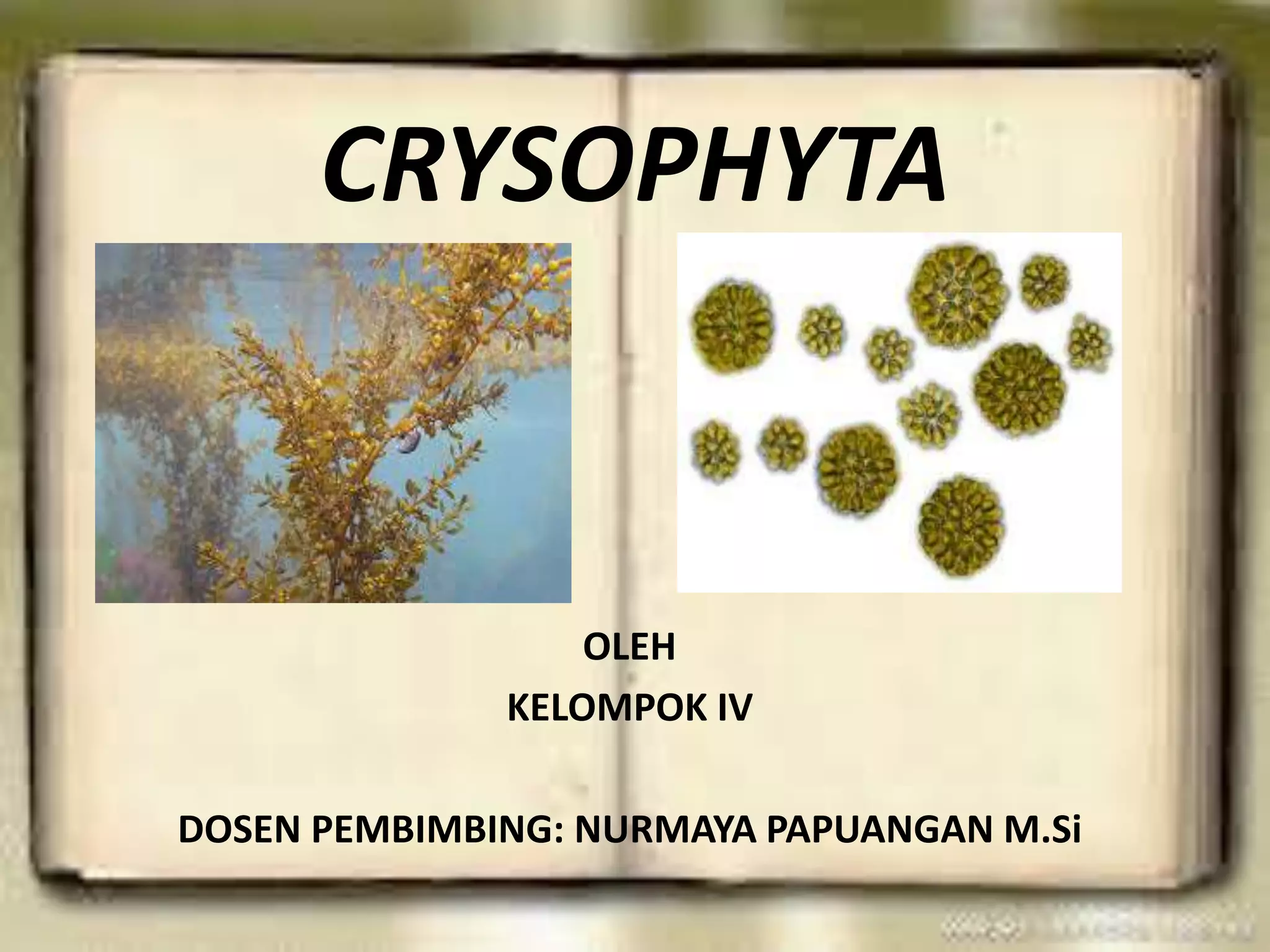 Ppt crysophyta kel.4 (bio protista) | PPT