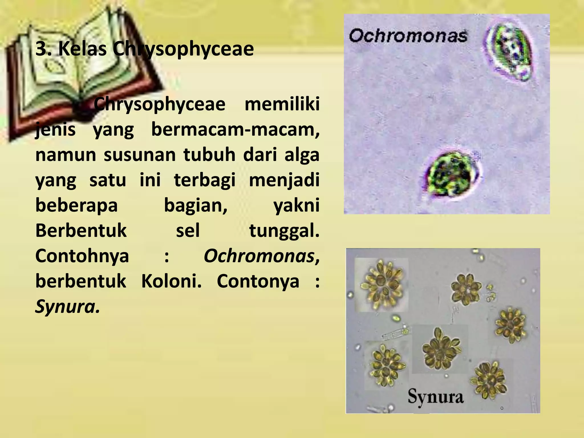Ppt crysophyta kel.4 (bio protista) | PPT
