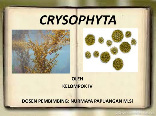 Ppt crysophyta kel.4 (bio protista) | PPT