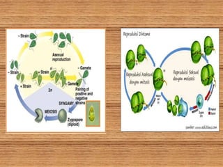 Ppt crysophyta kel.4 (bio protista) | PPT