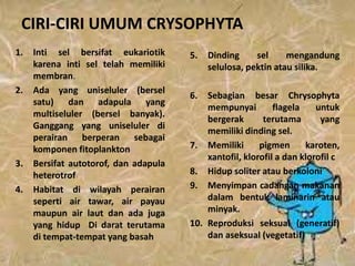 Ppt crysophyta kel.4 (bio protista) | PPTX