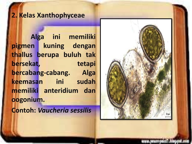 Ppt crysophyta kel.4 (bio protista) | PPT