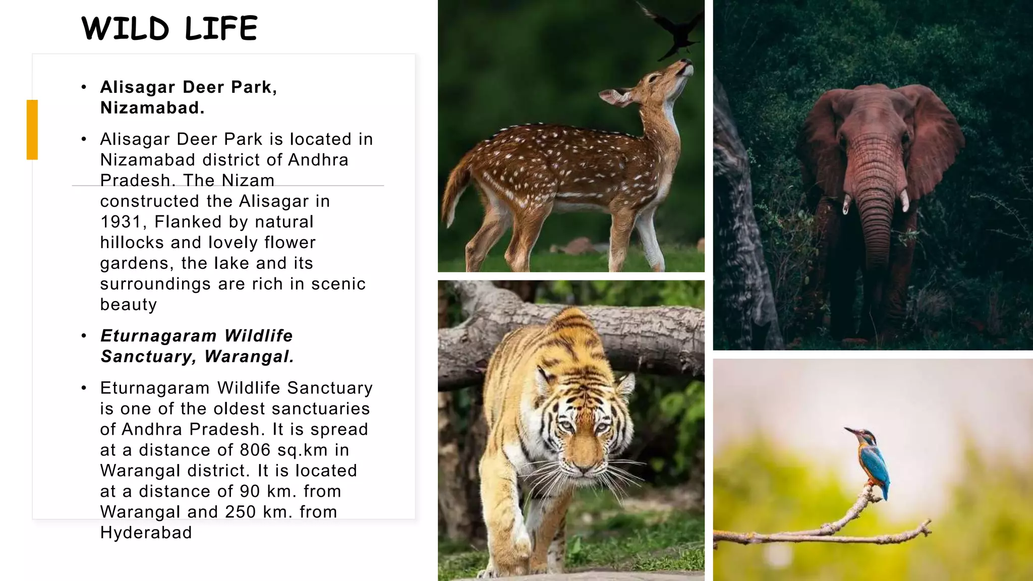 CULTURE OF ANDHRA PRADESH BY PAVANSAI | PPTX