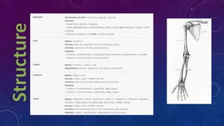 The human body, description and vocabulary | PPT