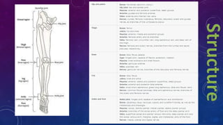The human body, description and vocabulary | PPT
