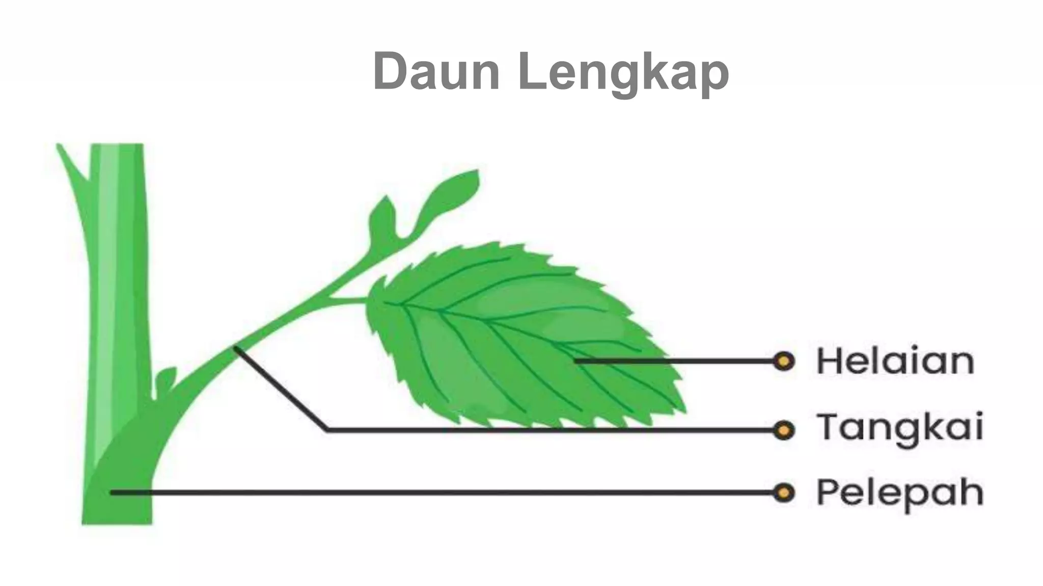 DAUN(morfologi).pptx | Free Download