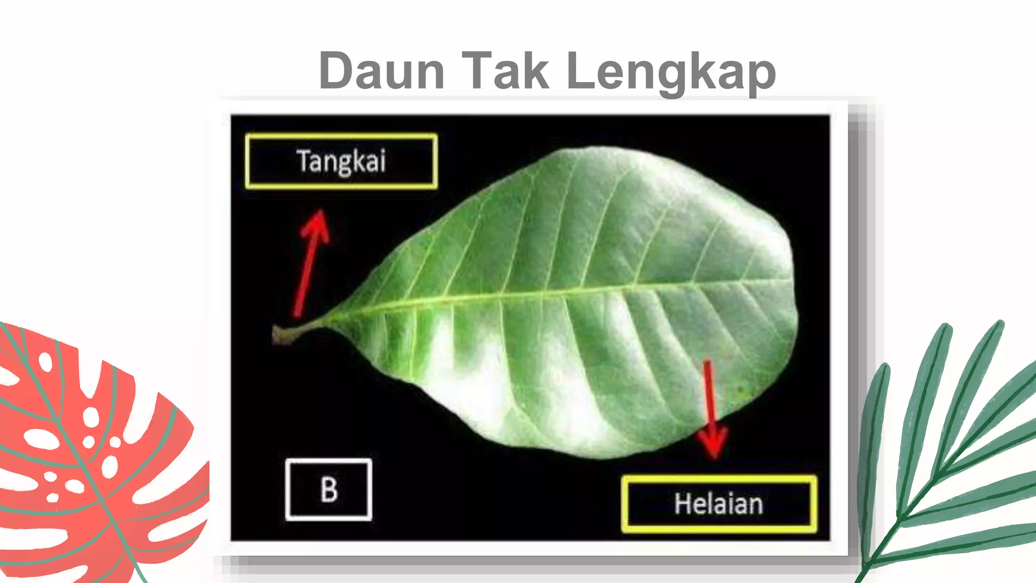 DAUN(morfologi).pptx | Free Download