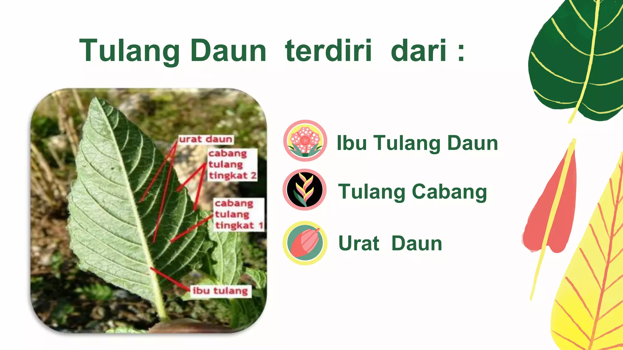 DAUN(morfologi).pptx | Free Download