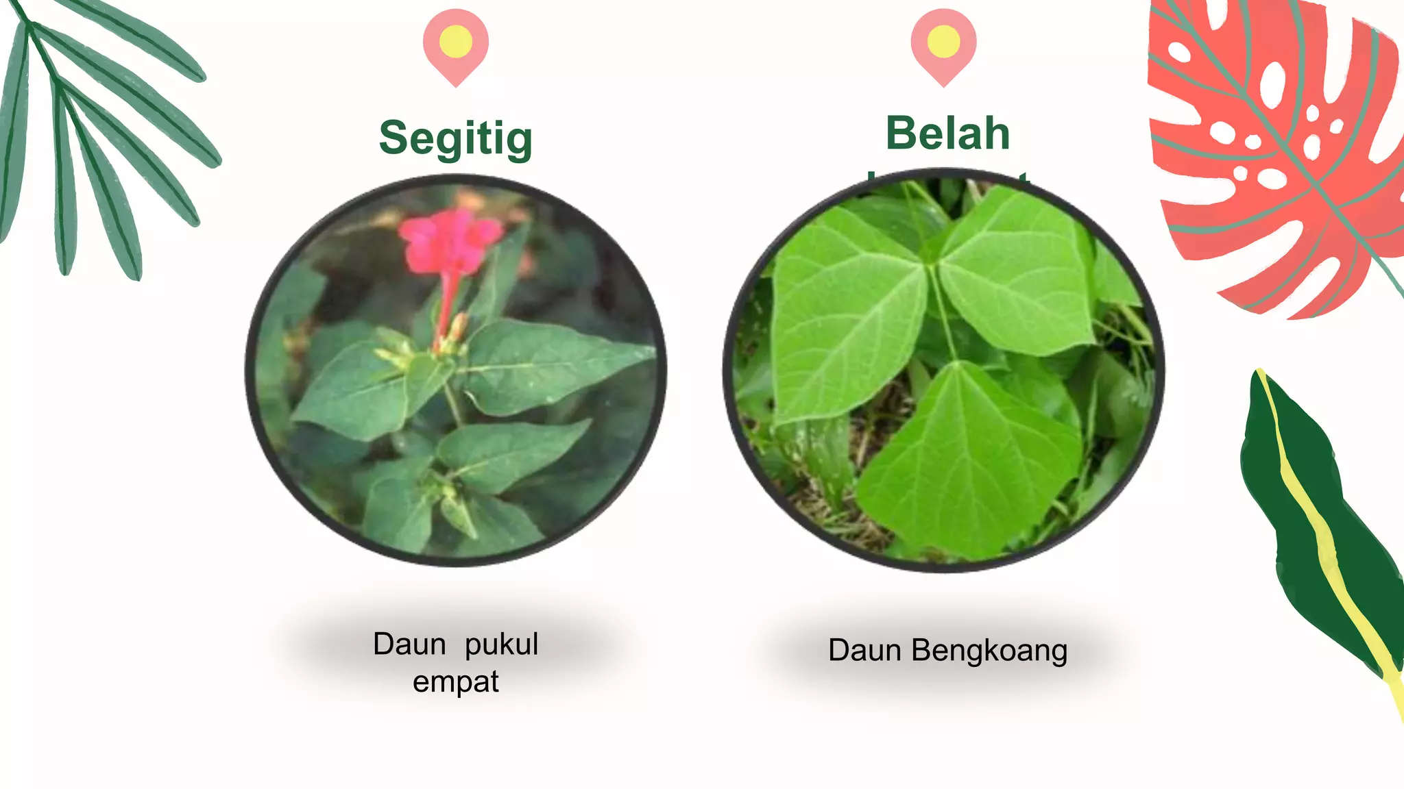 DAUN(morfologi).pptx