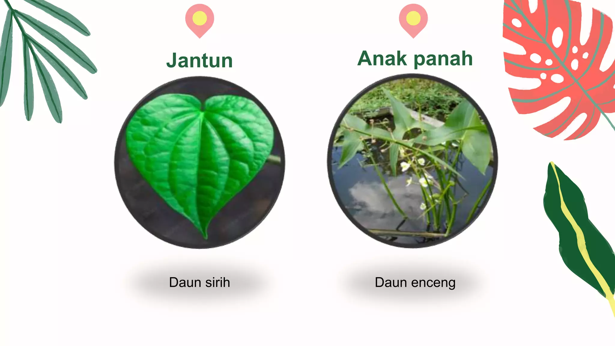 DAUN(morfologi).pptx