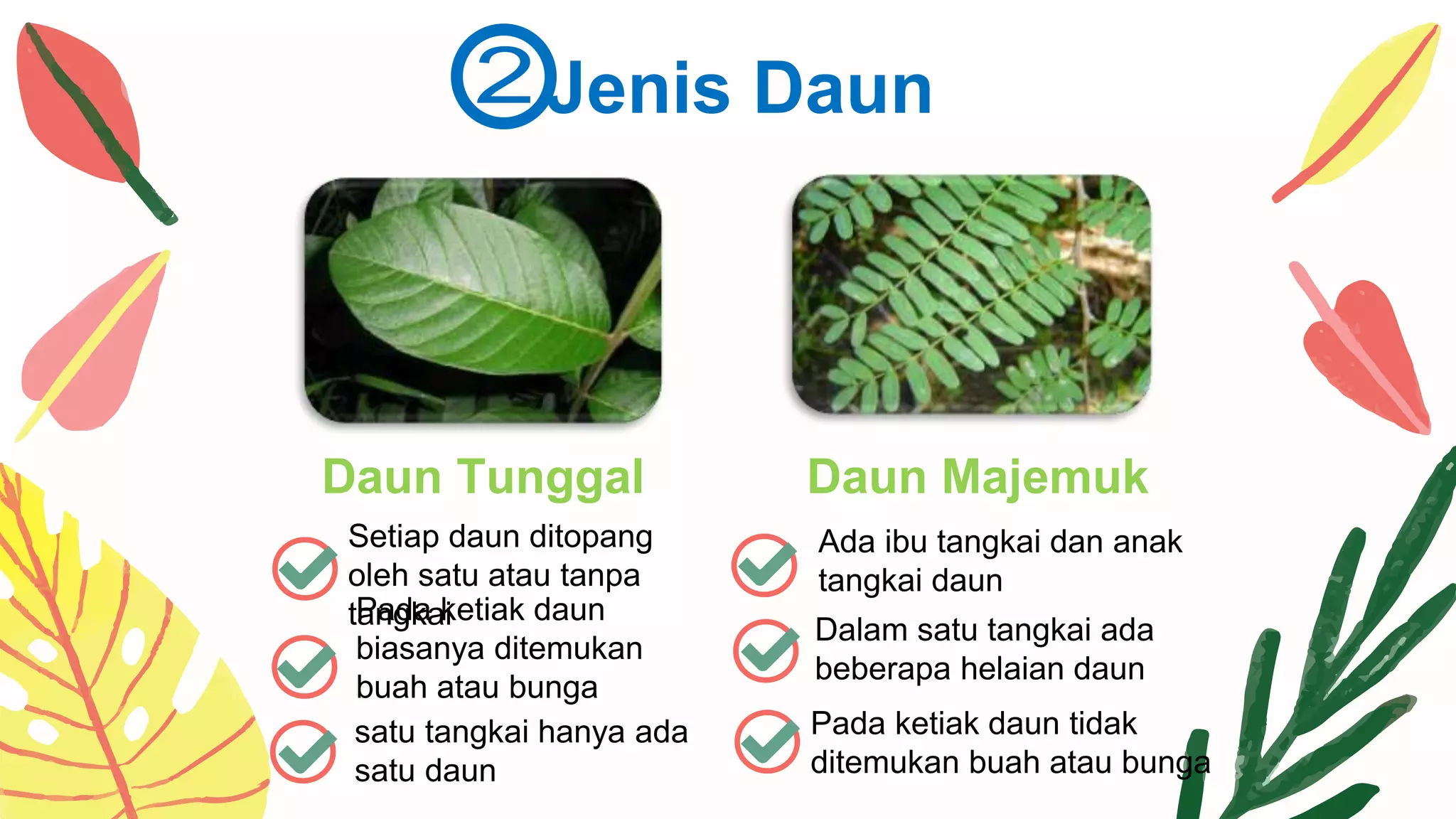 DAUN(morfologi).pptx | Free Download