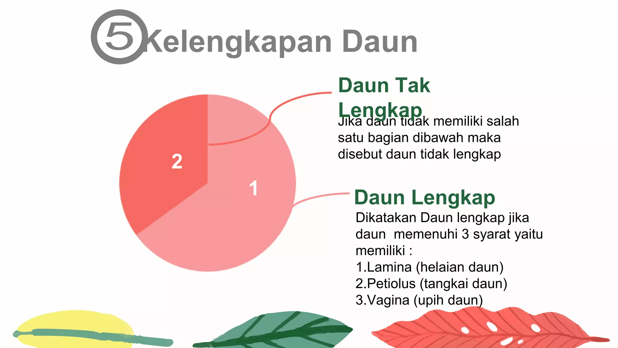 DAUN(morfologi).pptx | Free Download