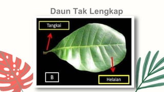 DAUN(morfologi).pptx
